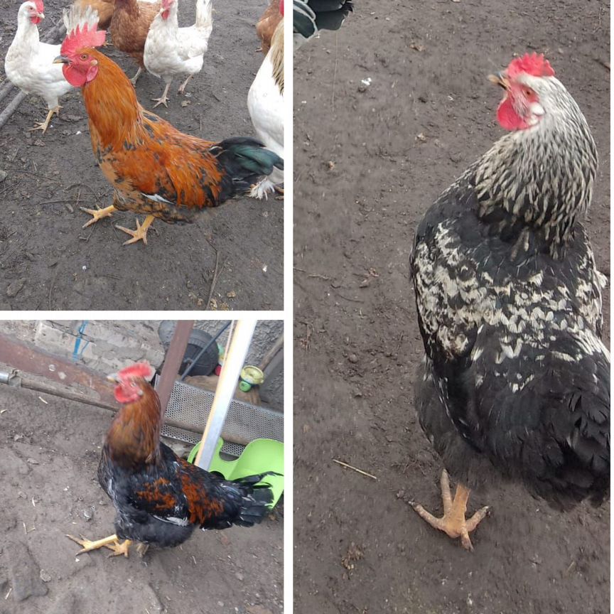 Петушки на племя