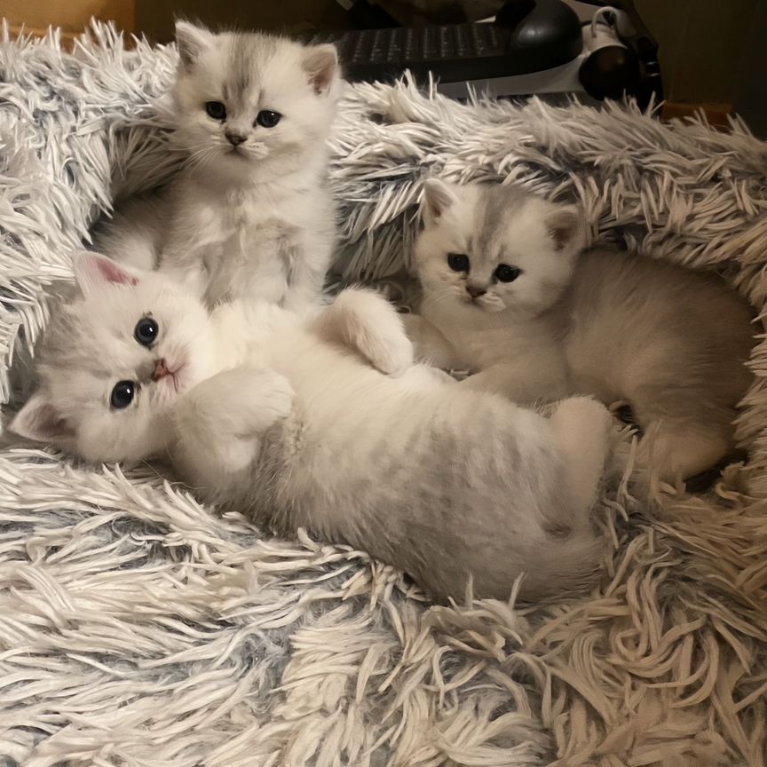 Британский короткошёрстный котёнок