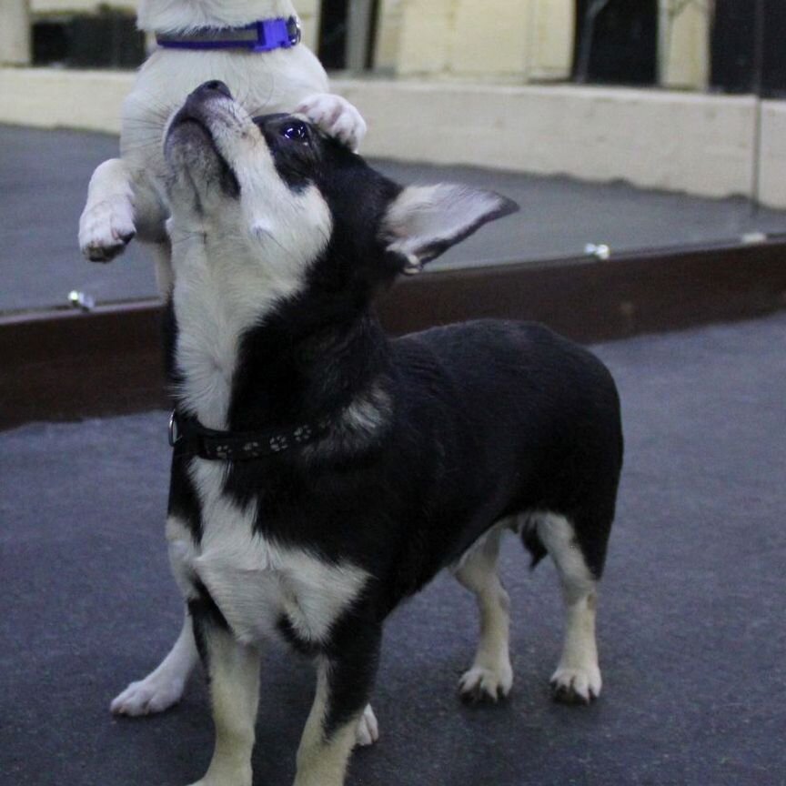 Чихуахуа, щенок