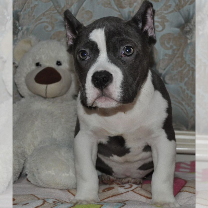 Американский булли, щенок