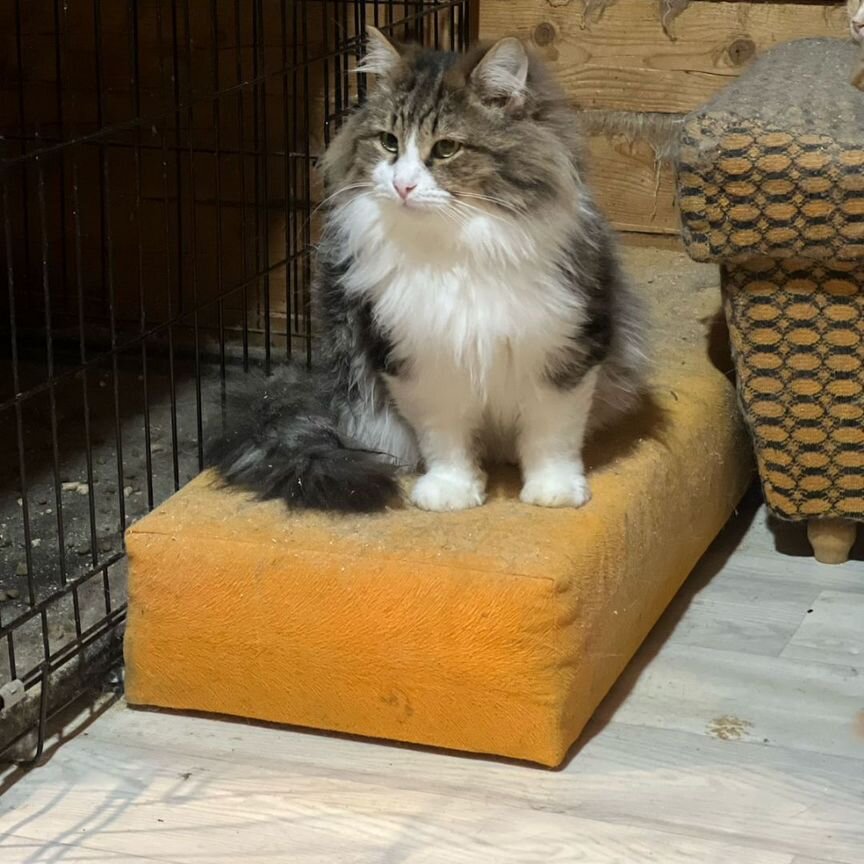Самый красивый котик со сломанной лапкой