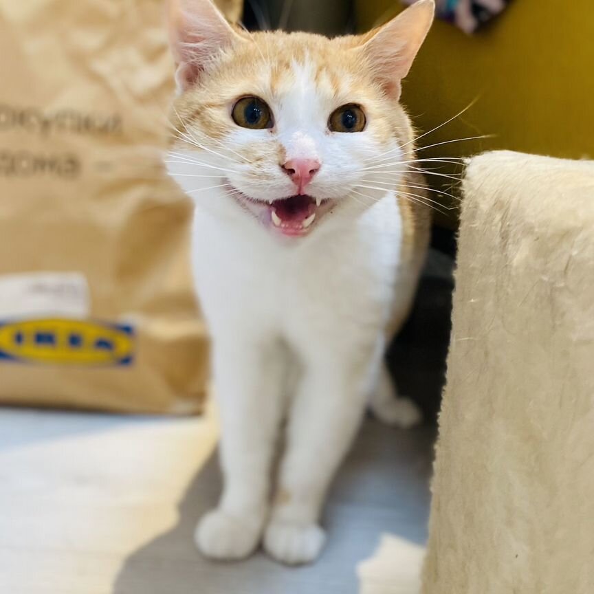 Взрослый кот в добрые руки