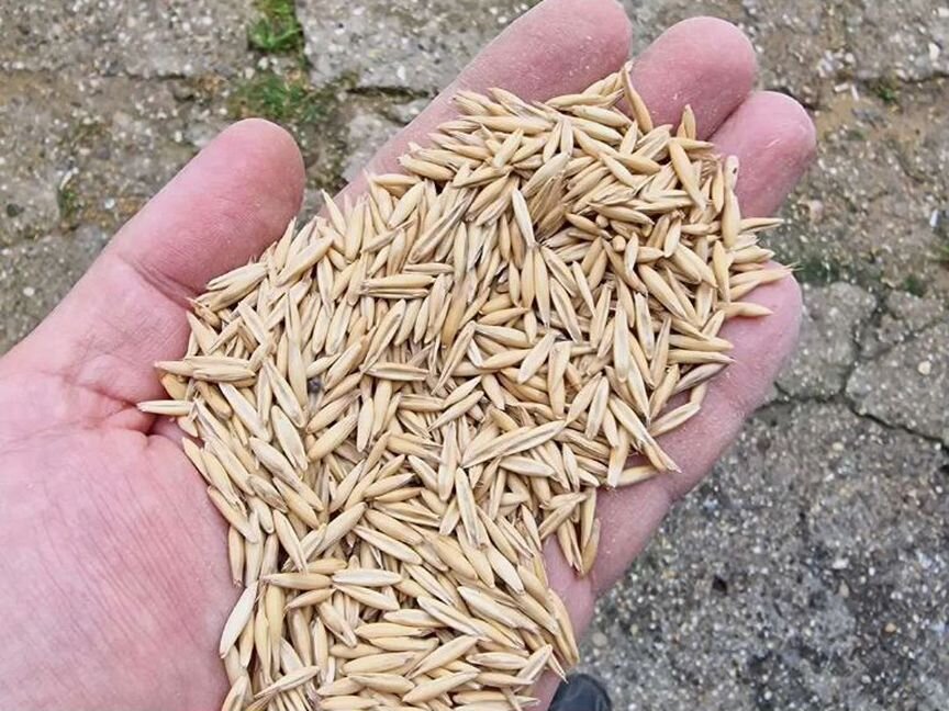 Семечко, Ячмень яровой на корм/посев