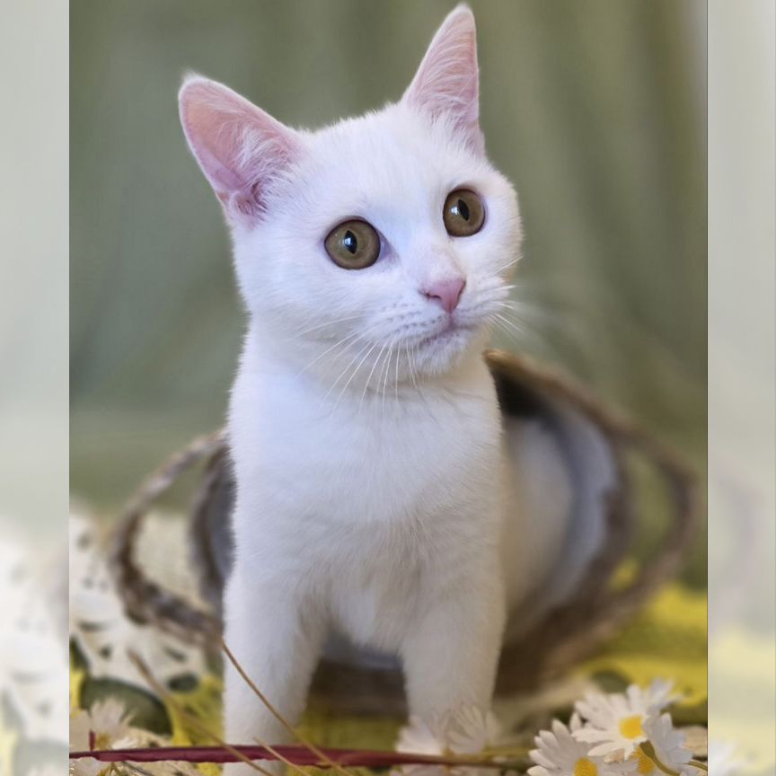 Котёнок в добрые руки