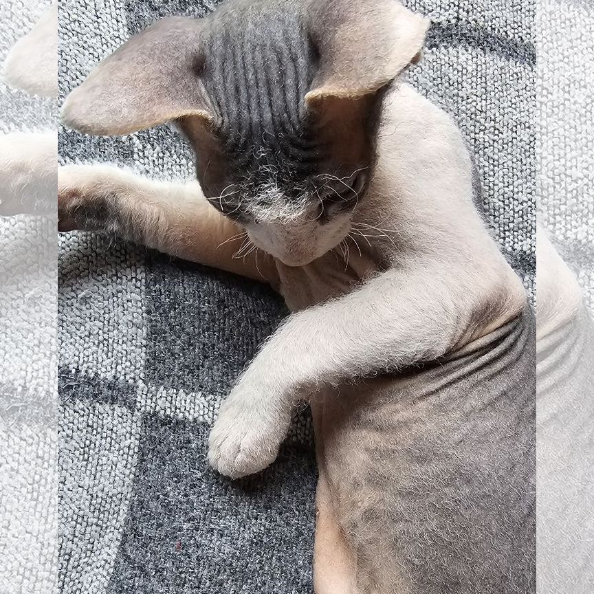 Донской сфинкс котёнок