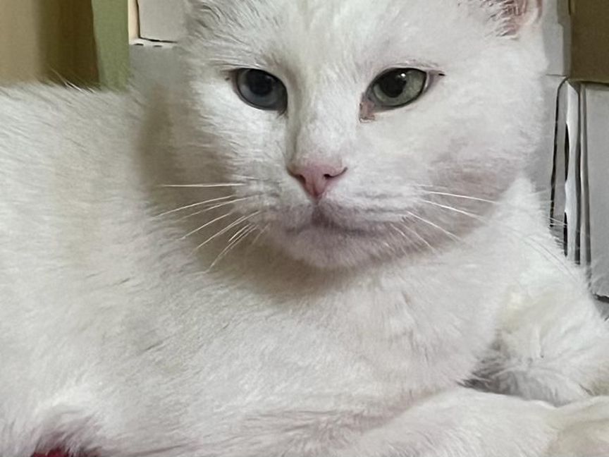 Турецкая ангора в поисках любящего хозяина