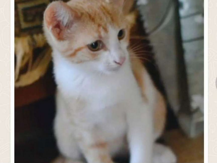 Умненький, спокойный рыженький мальчик 3.5мес