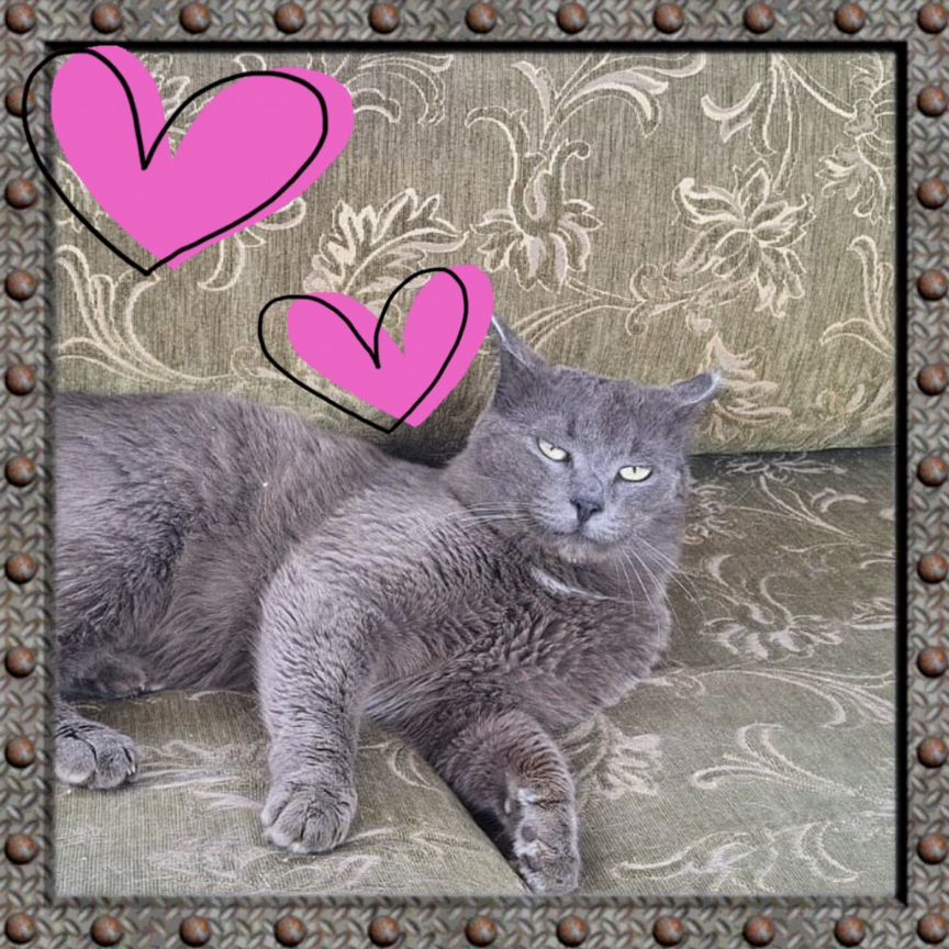 Кот