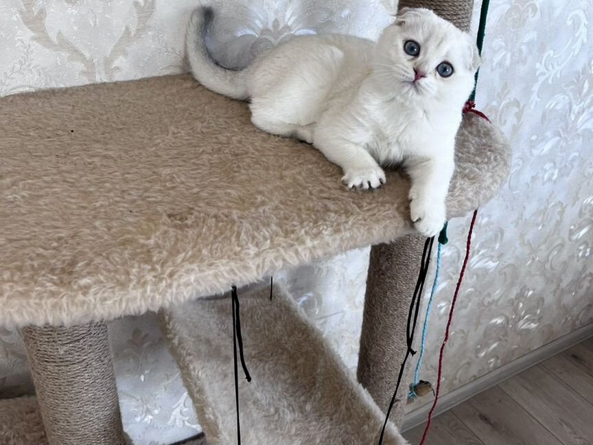 Шотландская вислоухая кошка