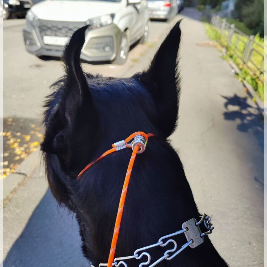 Профессиональная удавка/корректор для собак