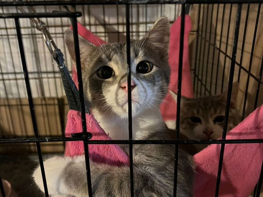 Милые котята в добрые руки. Бесплатно