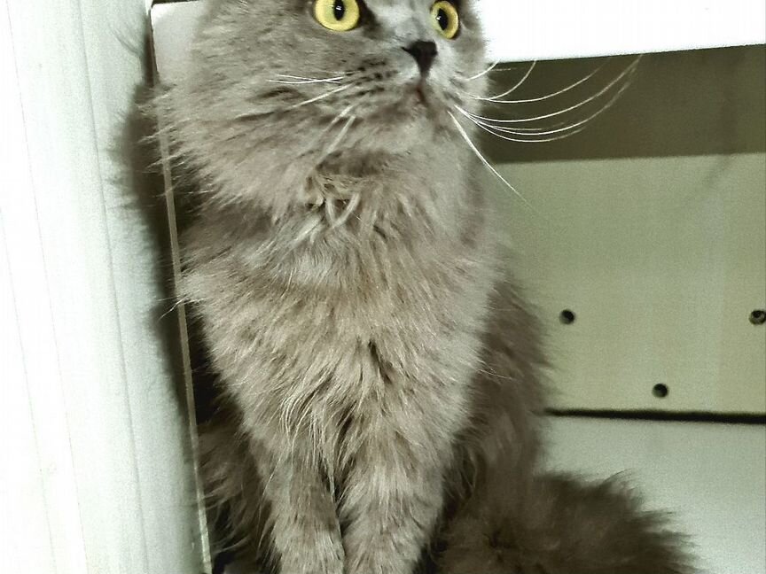 Британская динношерстная вислоухая