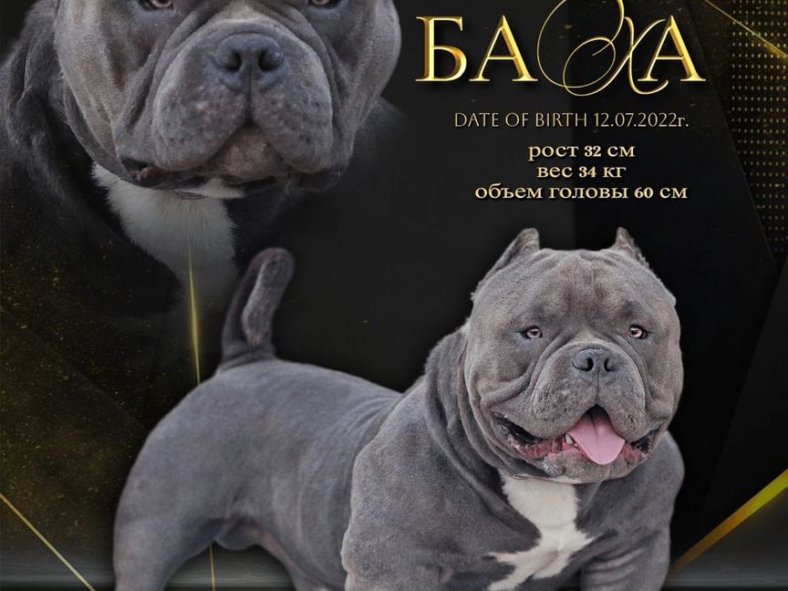 Американский булли Вязка