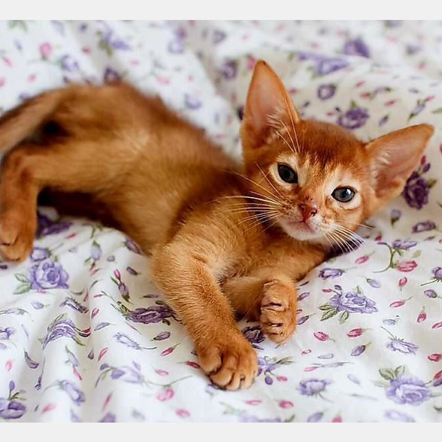 Абиссинский котёнок