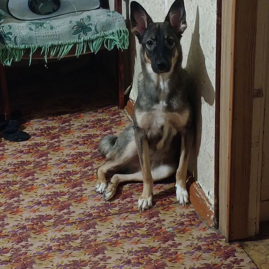 Отдам в добрые руки