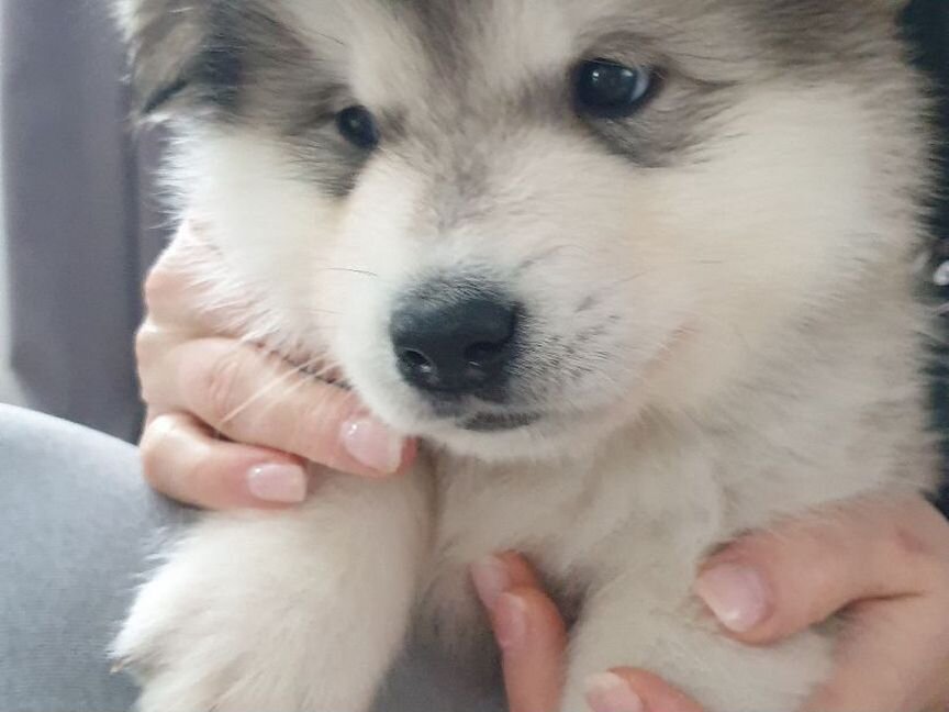 Аляскинский маламут