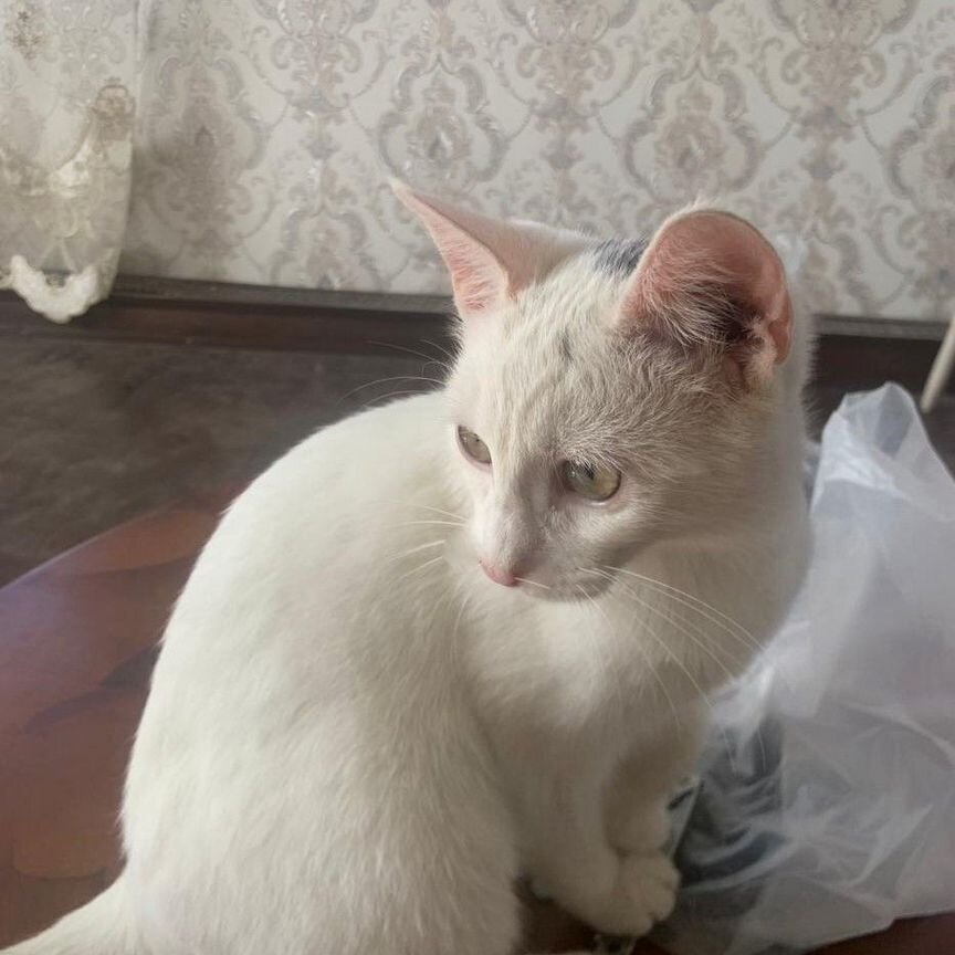 Котенок в добрые руки