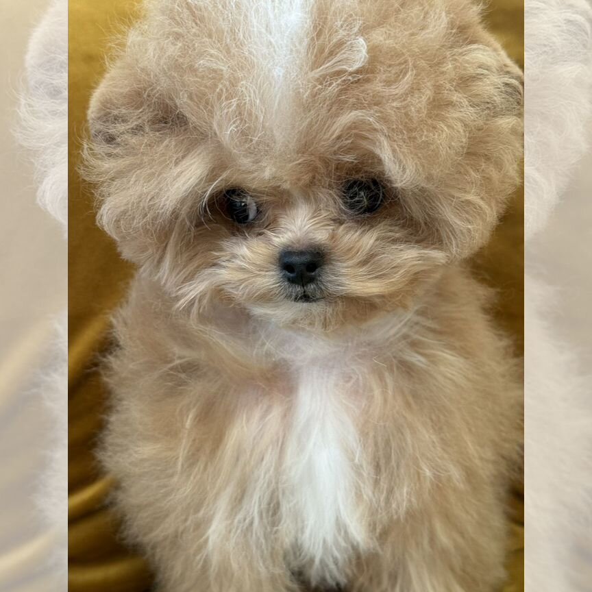 Мальтипу, щенок