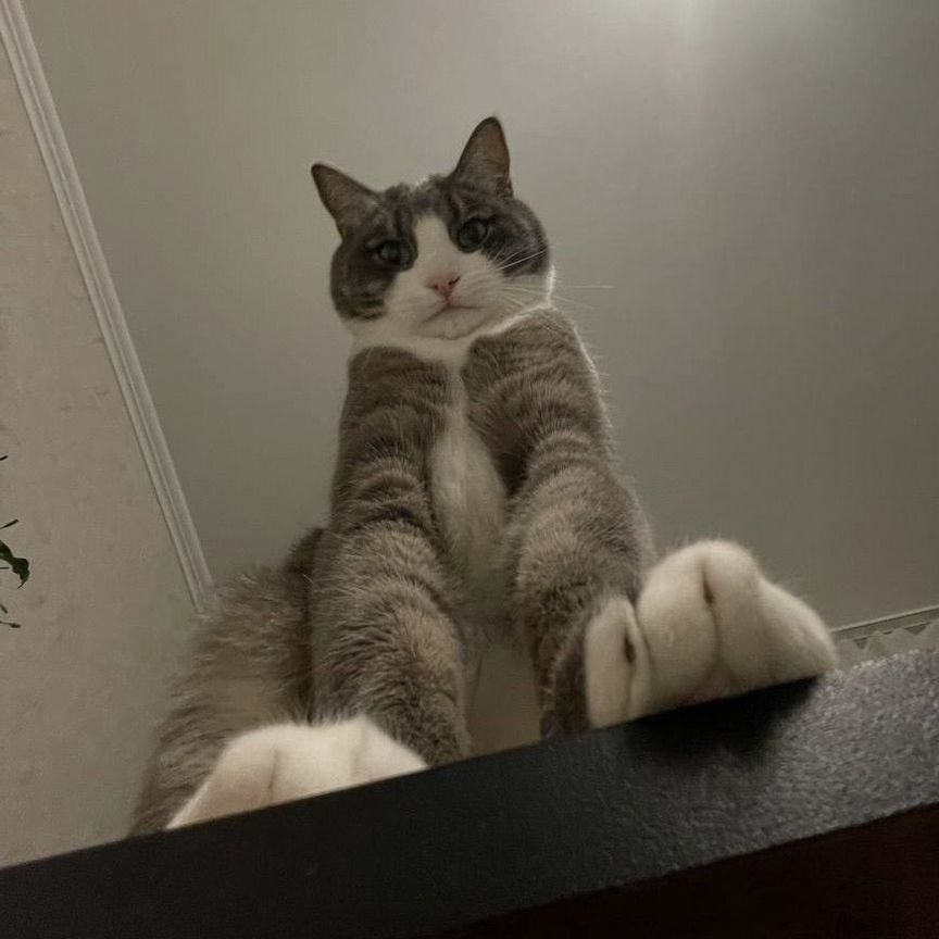Кот по кличке кот