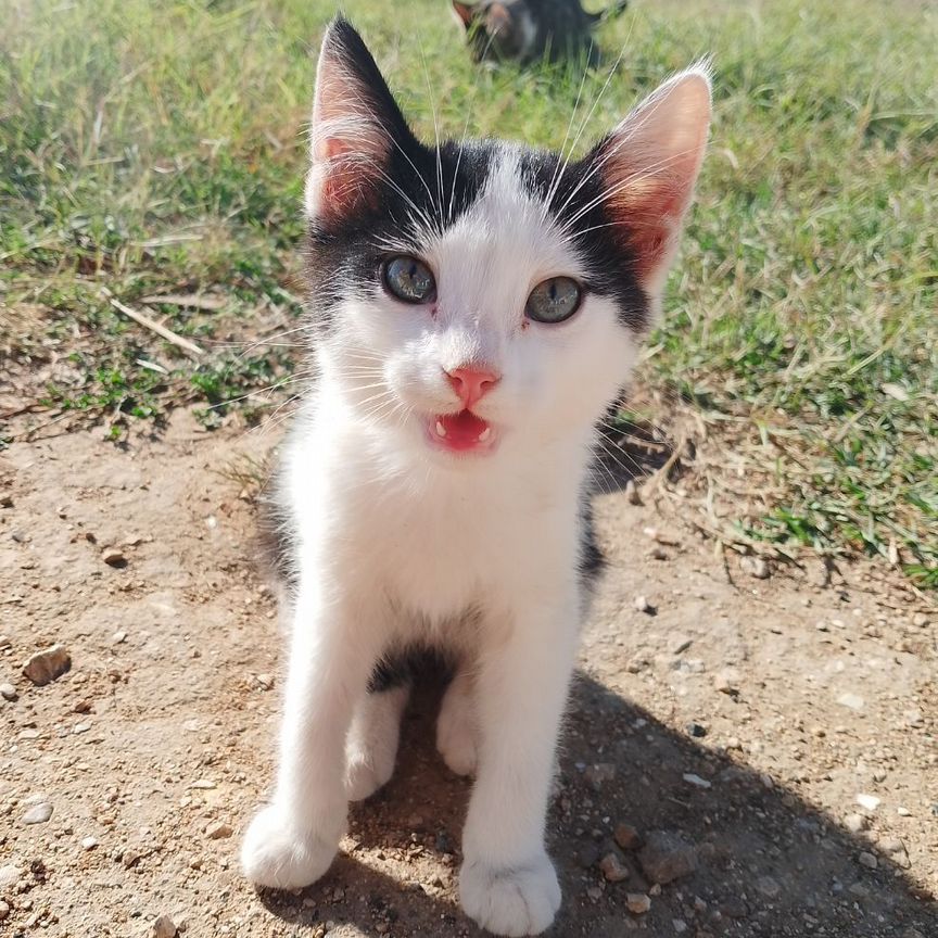 Ищет дом подброшенный котенок-девочка