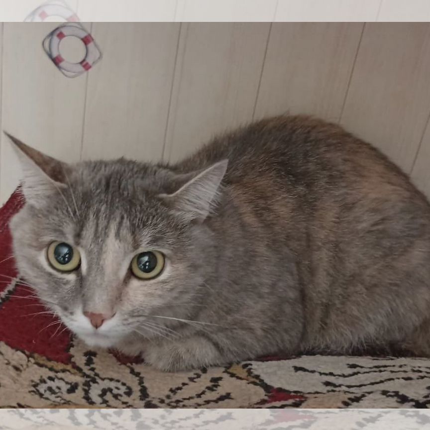 Кошечка в добрые руки