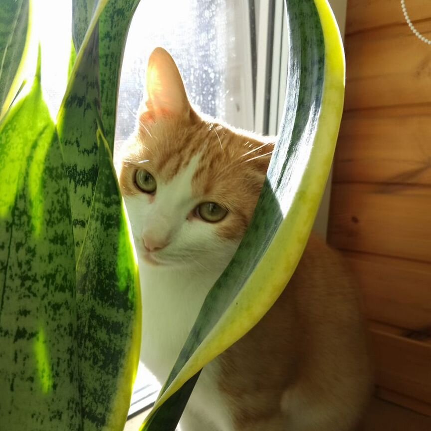 Котик ищет хозяев