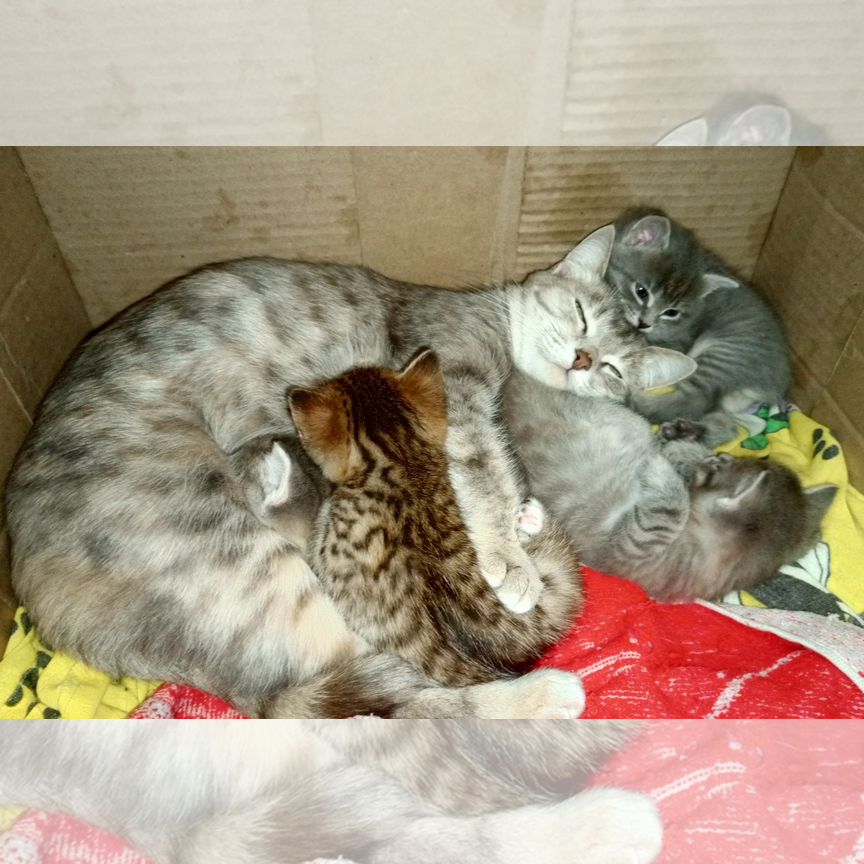 Котята