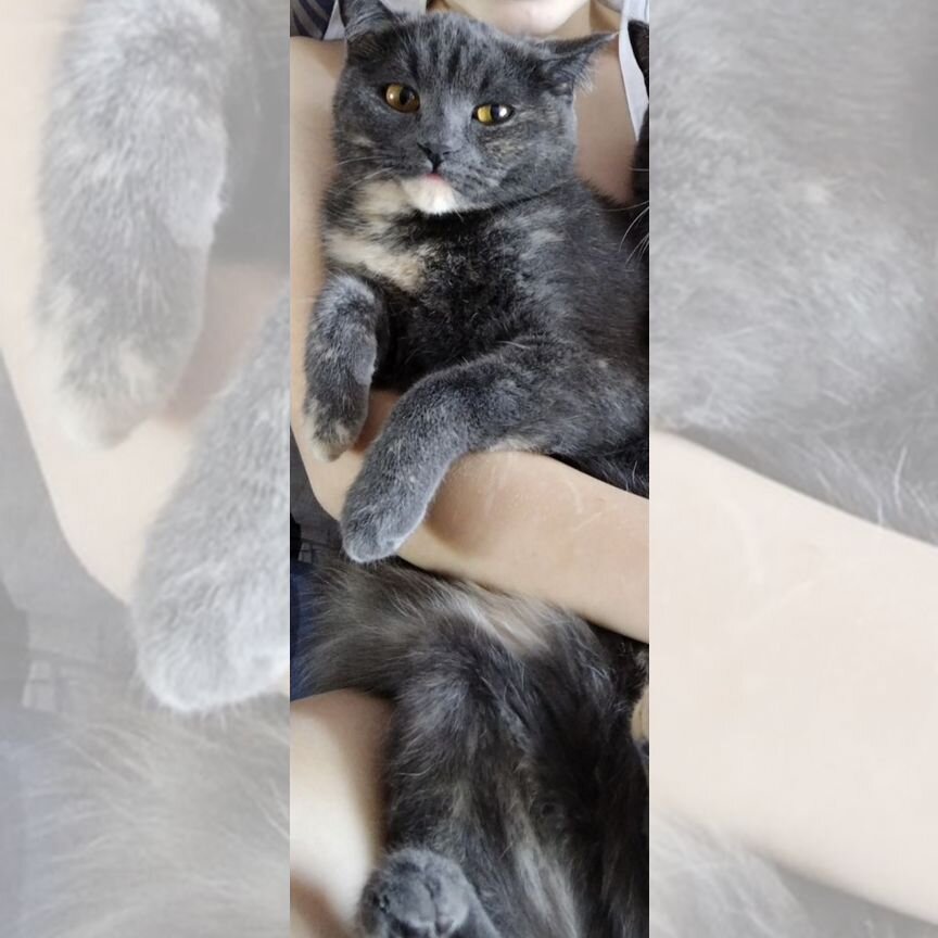 Кошки