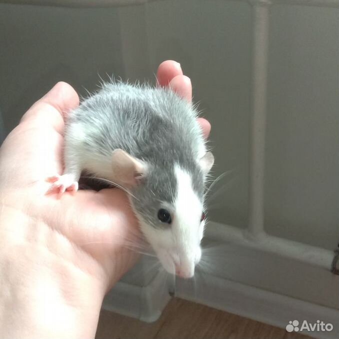 Крысята девочки