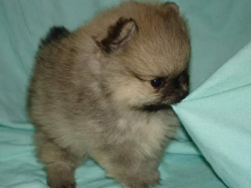 Шпиц Тимошка