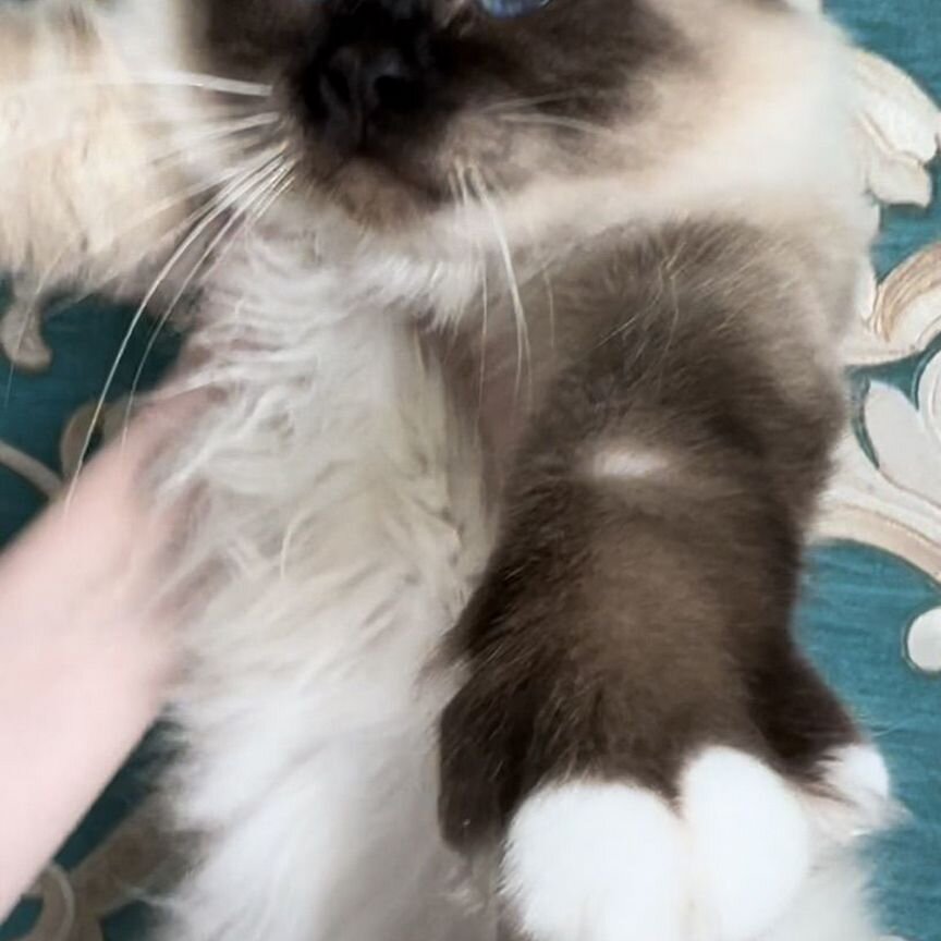 Котик Священная бирма