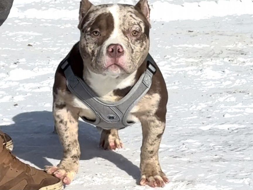 Американский булли внук папая