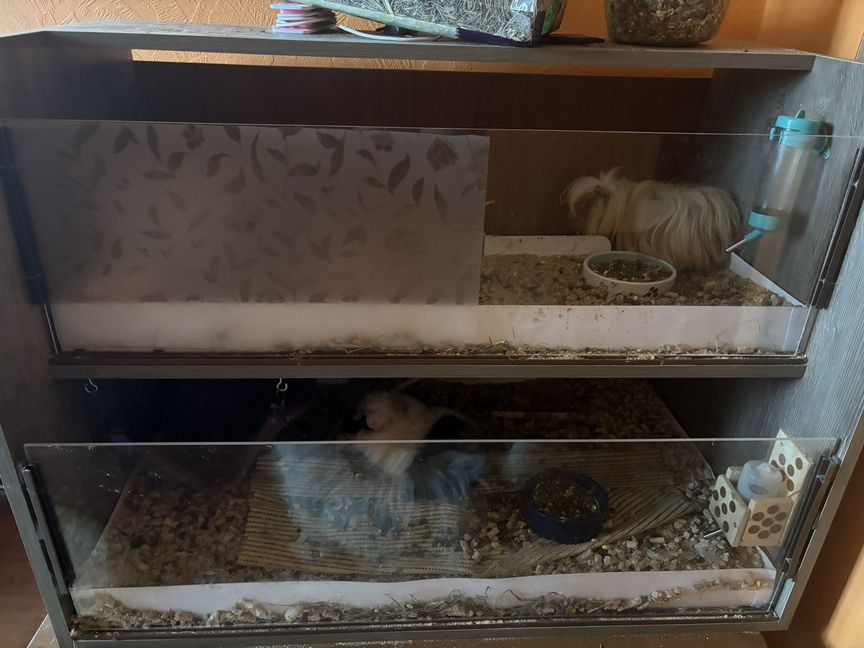 Ветрина и клетка для морских свинок