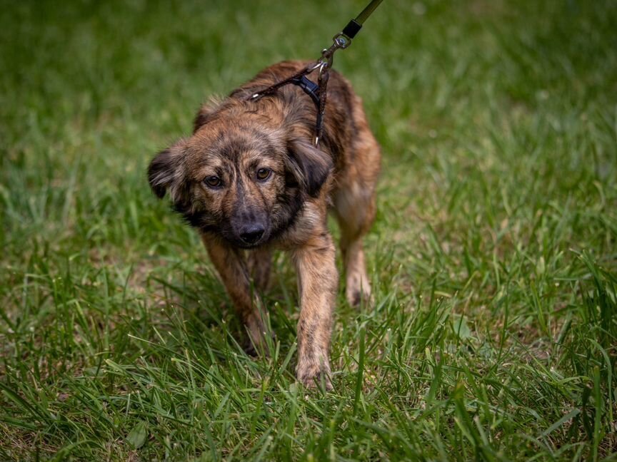 Щенок девочка