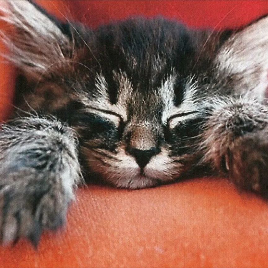 Котенок мальчик зайчик