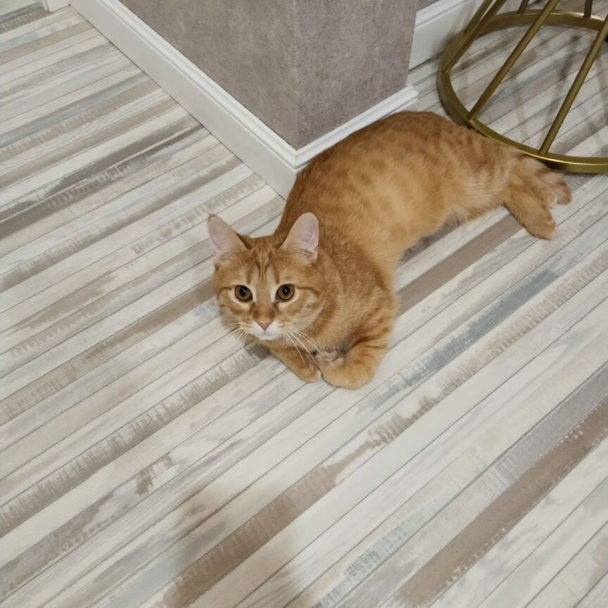 Отдам кошку в добрые руки