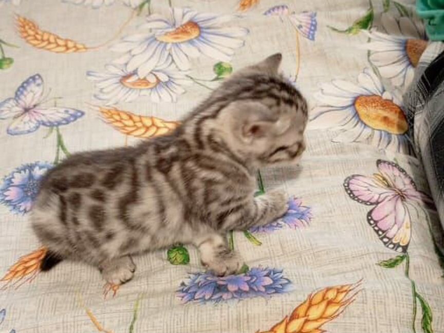 Котята мраморные бенгальцы