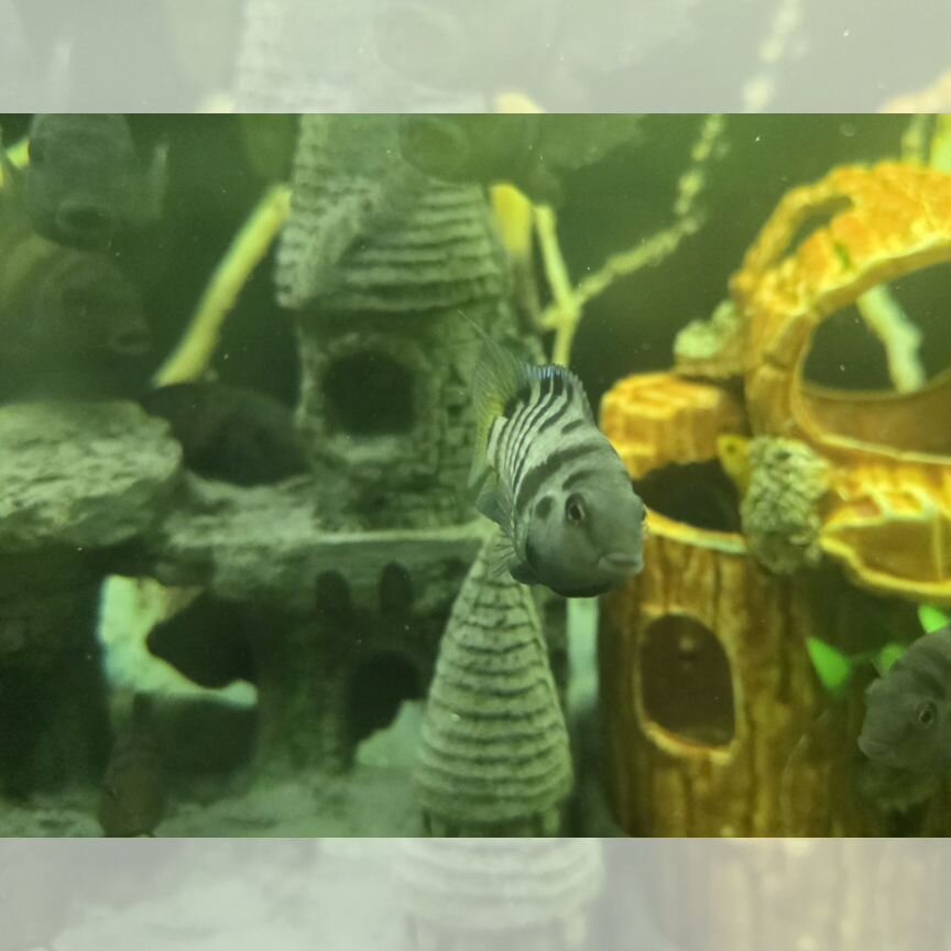 Рыбка сапфировый попугай