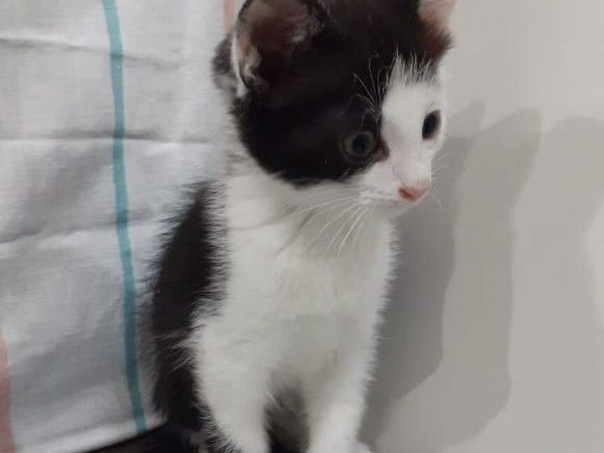 Котенок в добрые руки