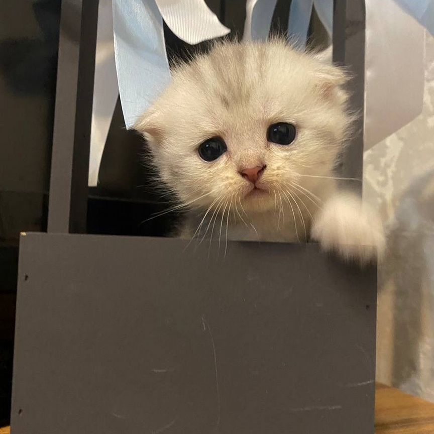 Шотландский вислоухий длинношёрстный котёнок