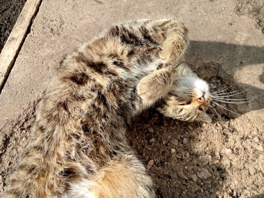 Кот