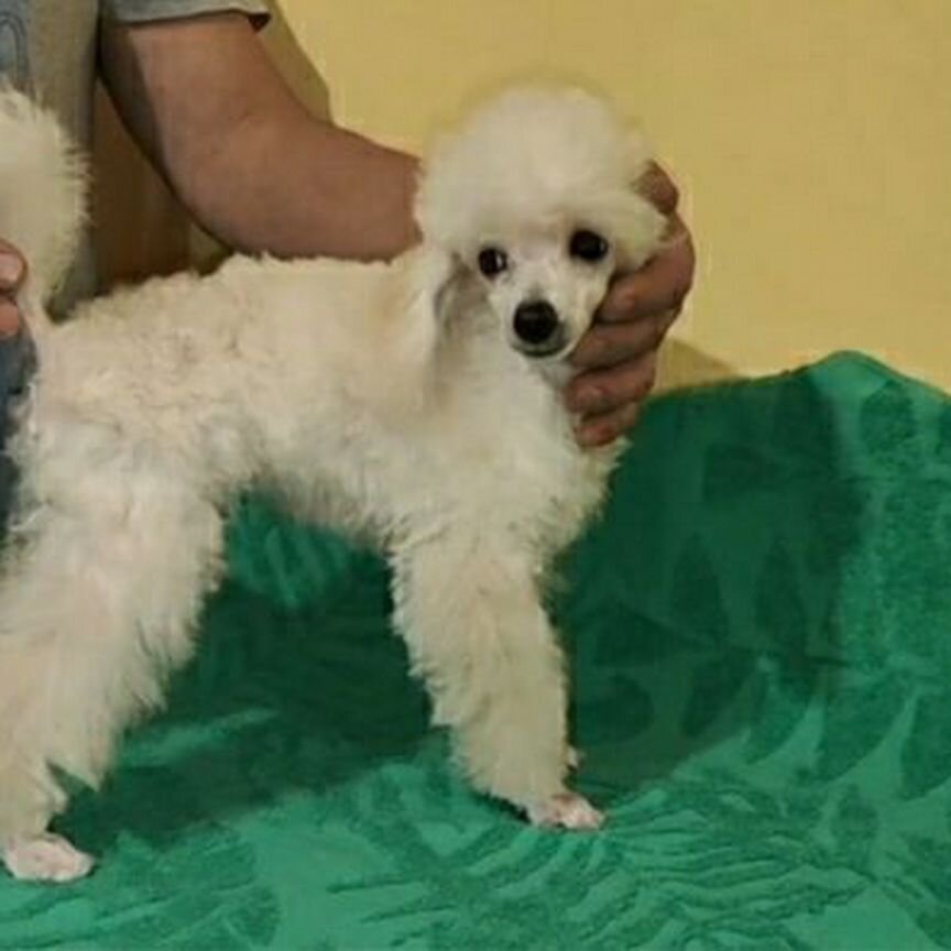 Той-пудель кобель с документами РКФ