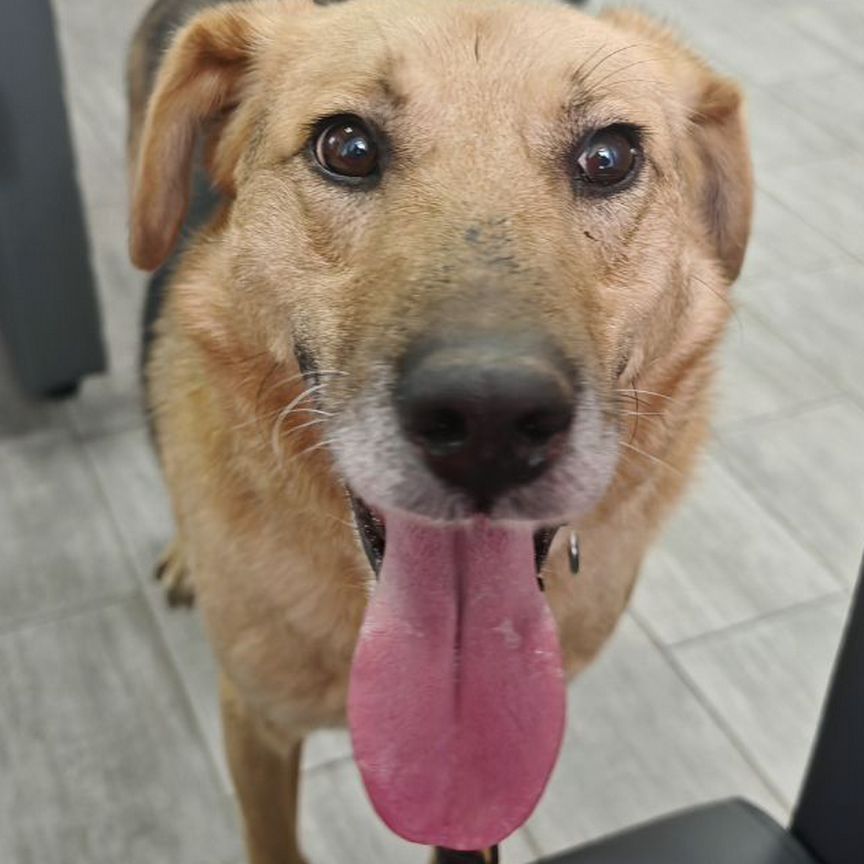 Взрослая собака в добрые руки