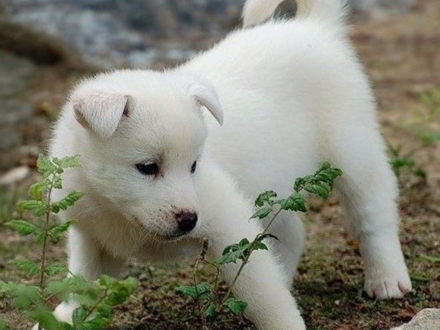 Стань счастливее, возьми щеночка во двор