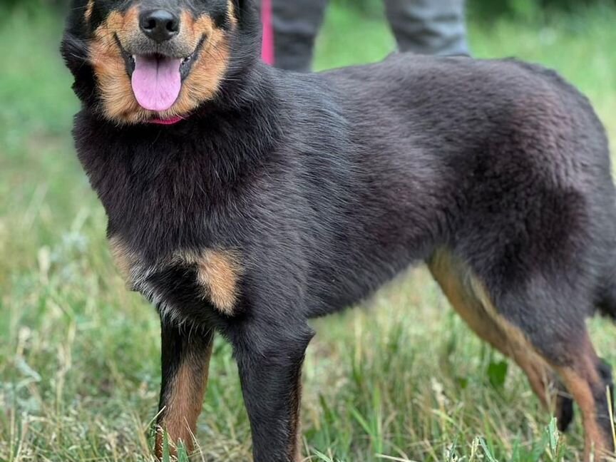 Красотка Бона, из приюта. В добрые руки