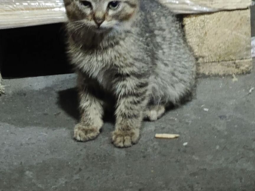 Котенок шпрот. Маленький смельчак