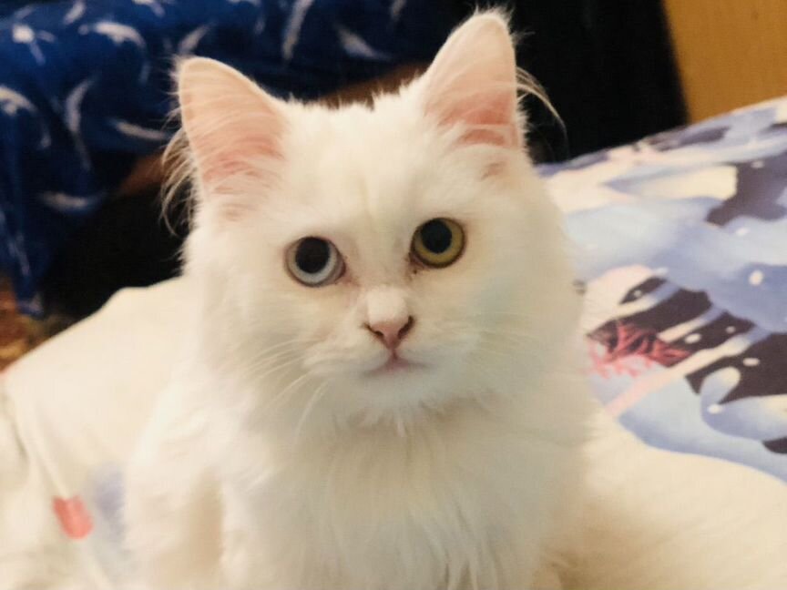 Котенок породы као мани
