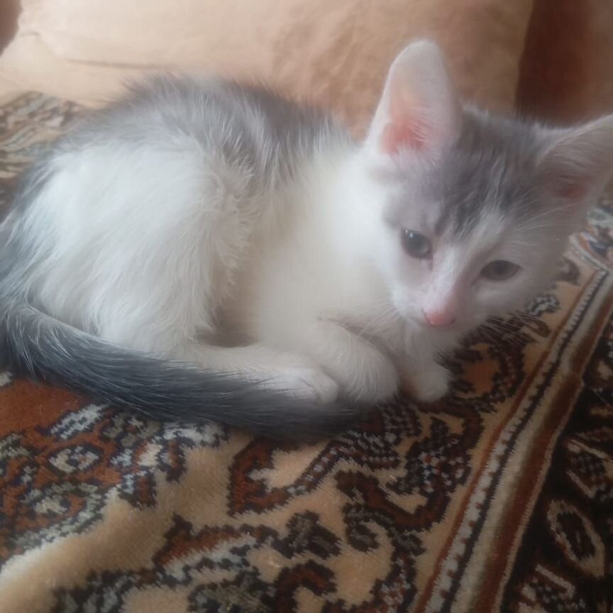 Отдам котика в добрые руки, 2 месяца