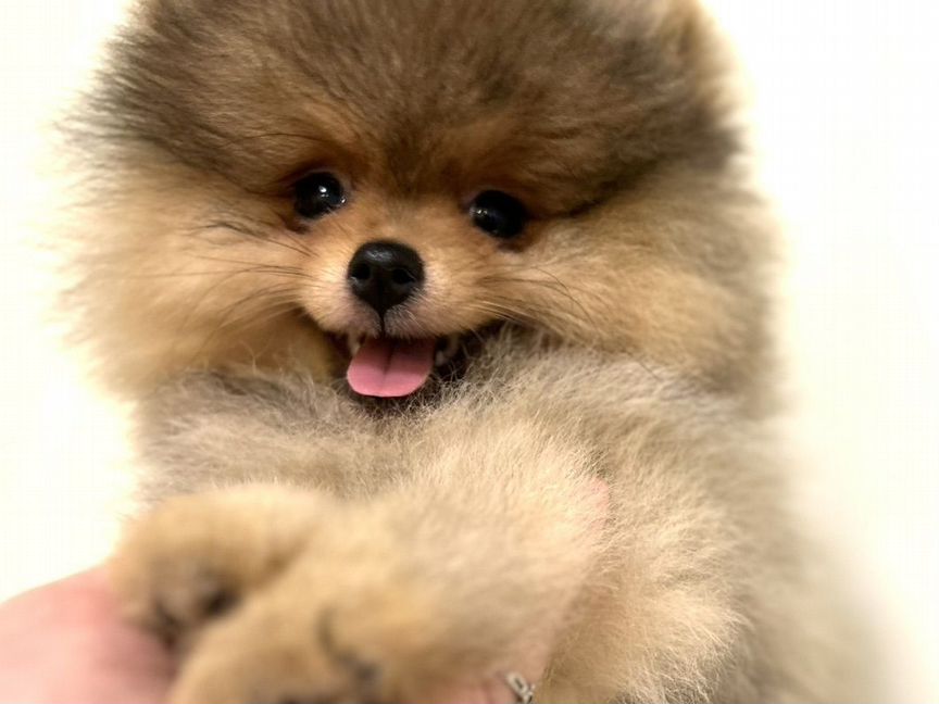 Померанский шпиц