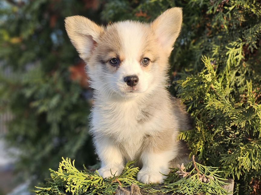 Вельш корги малыши